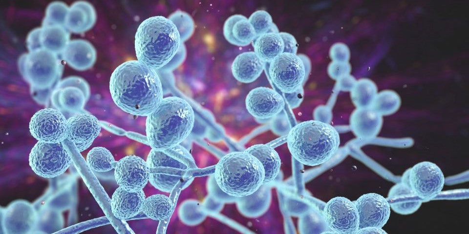 Celiachia: una patologia autoimmune sistemica, non solo intestinale ...